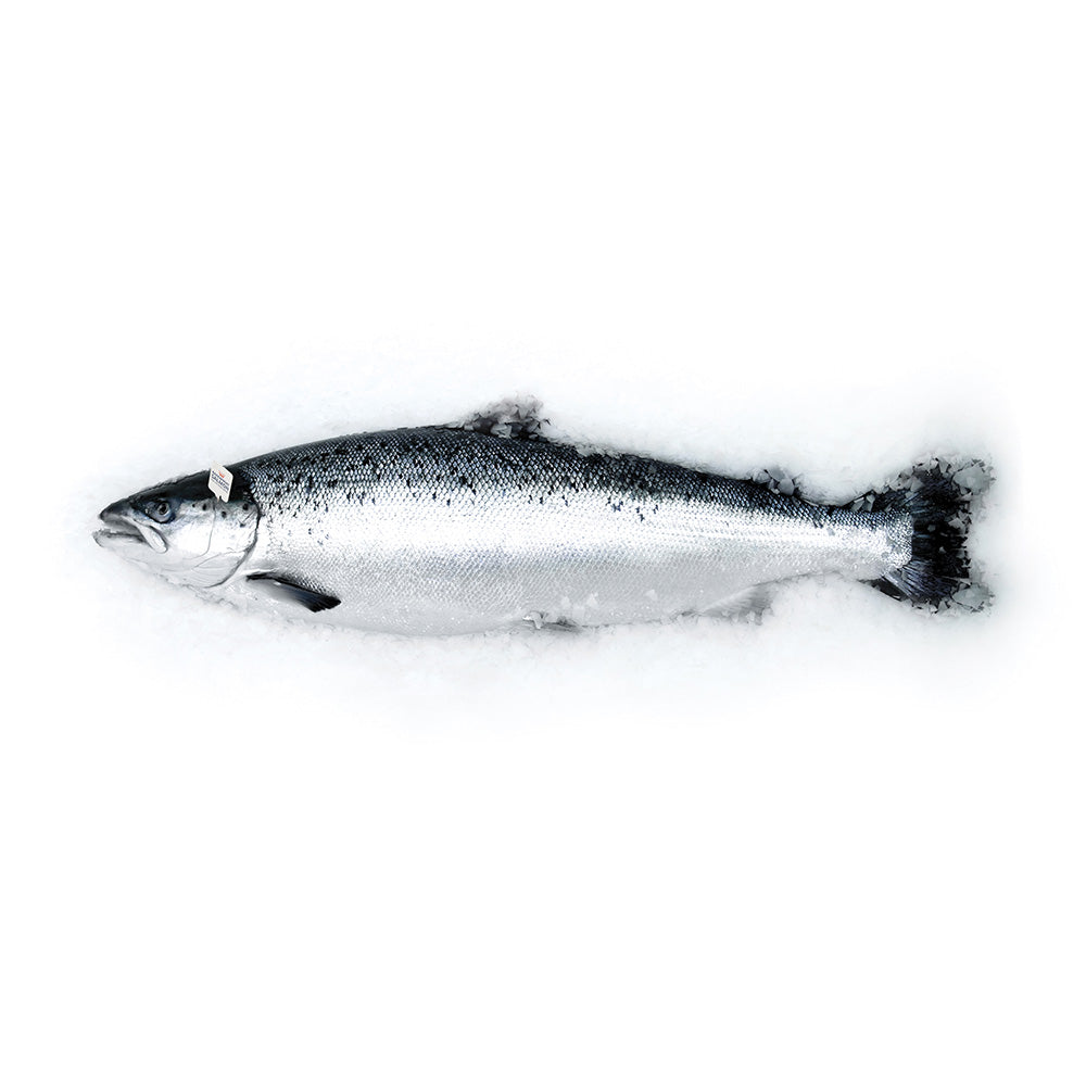 Buy Whole Fresh Salmon - Bakka Salmon from Bakkafrost
