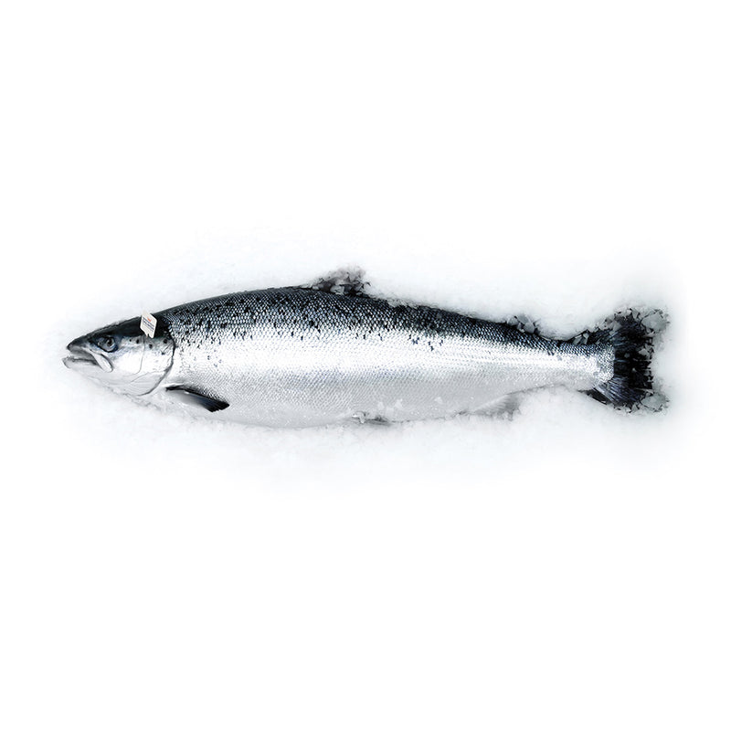Fresh Whole Salmon - Superior Quality Salmon from the Faroe Islands